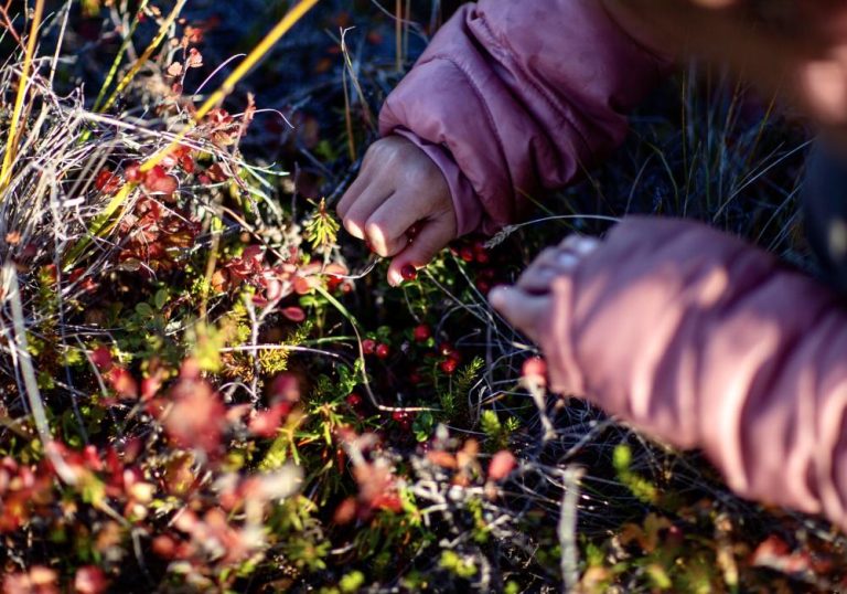 Inuit Child First Initiative for Wildfire Evacuees | Inuvialuit ...